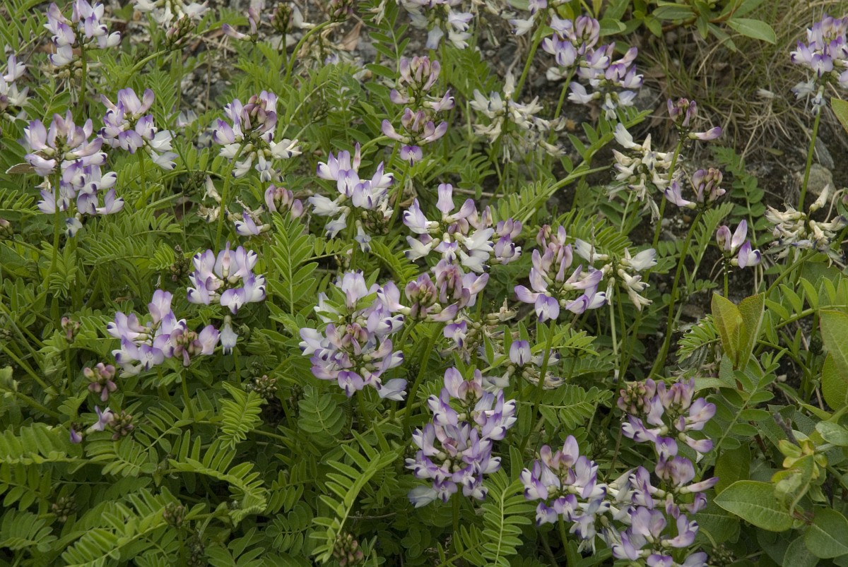 Astragalus alpinus, Alpine Milk-vetch