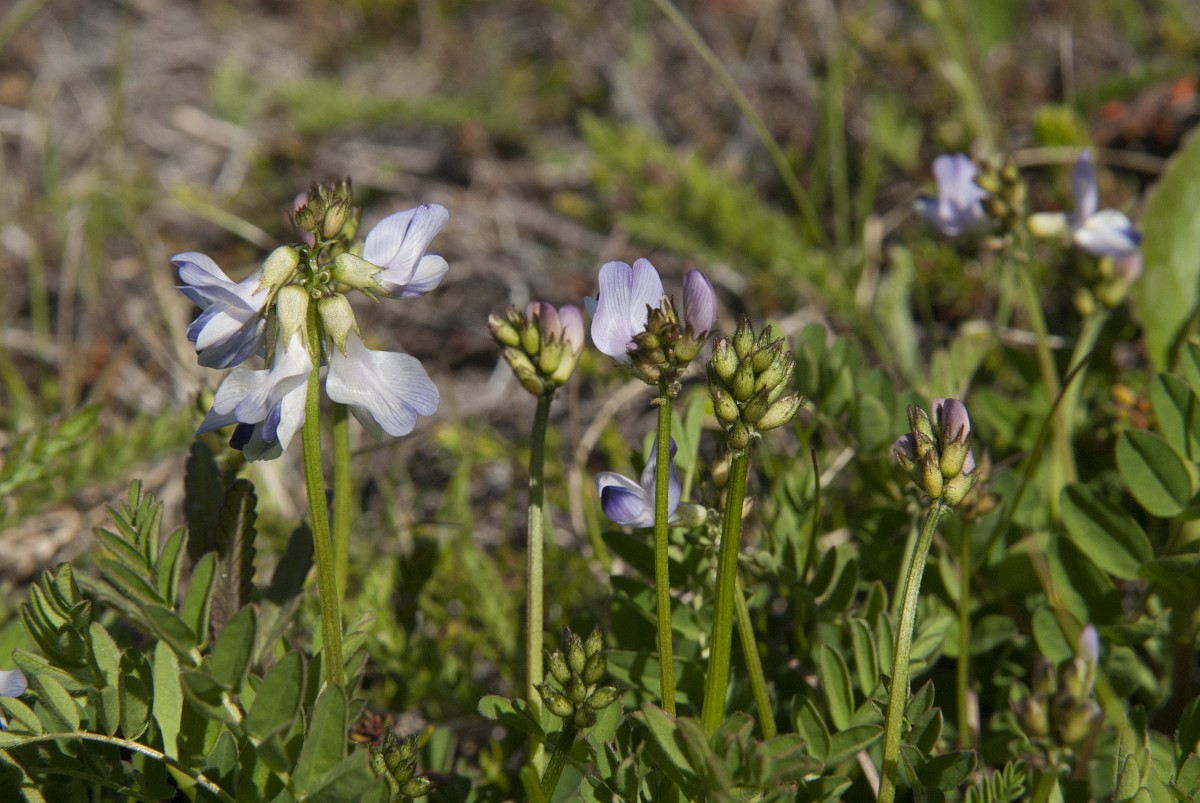 Astragalus alpinus, Alpine Milk-vetch