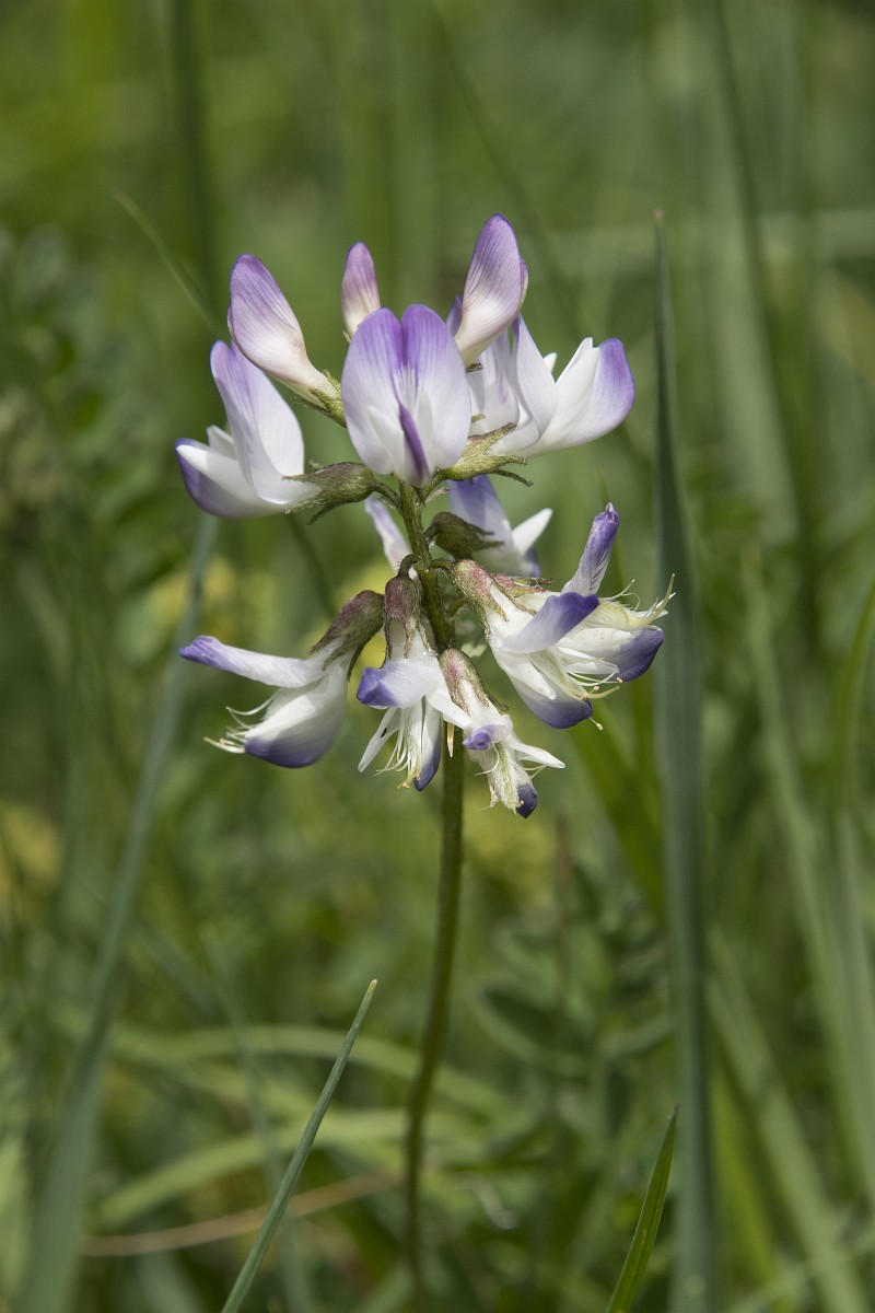 Astragalus alpinus, Alpine Milk-vetch