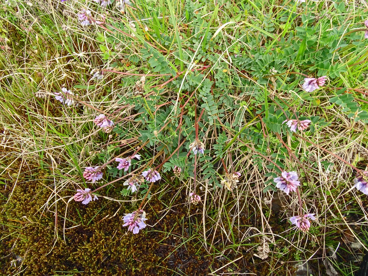 Astragalus alpinus, Alpine Milk-vetch
