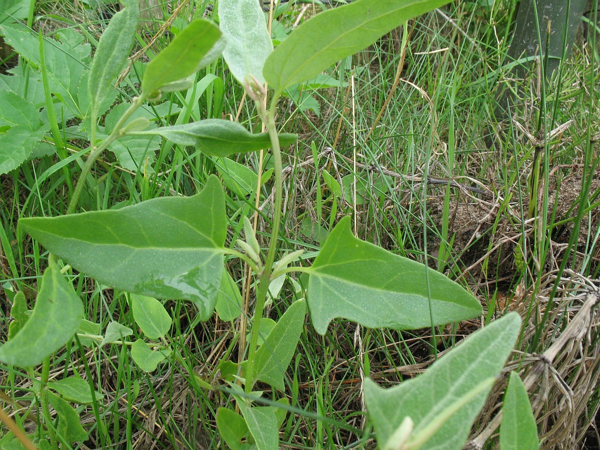 Atriplex micrantha
