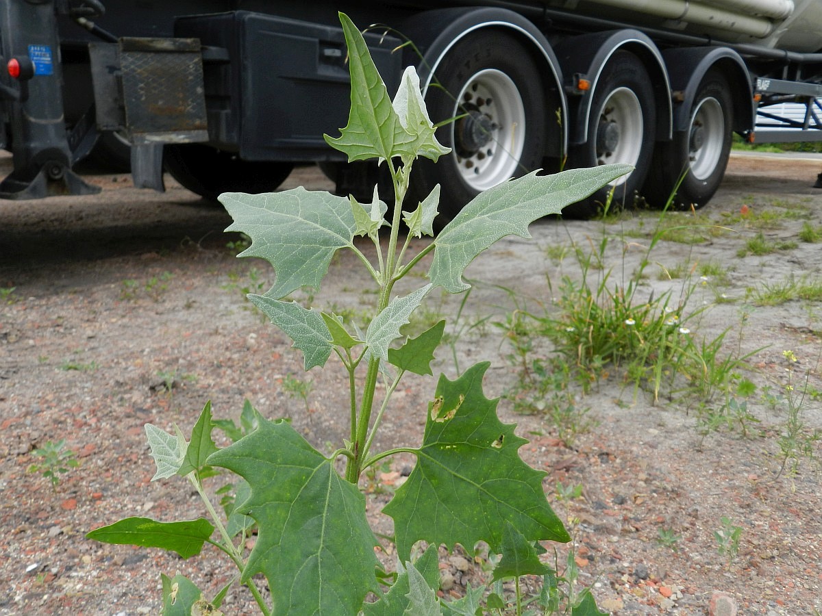 Atriplex micrantha