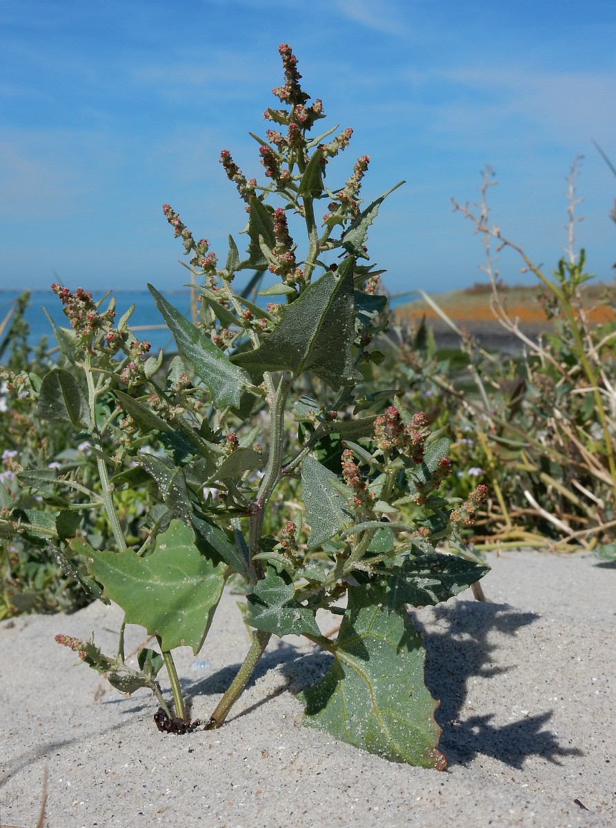Atriplex prostrata, Creeping Saltbush
