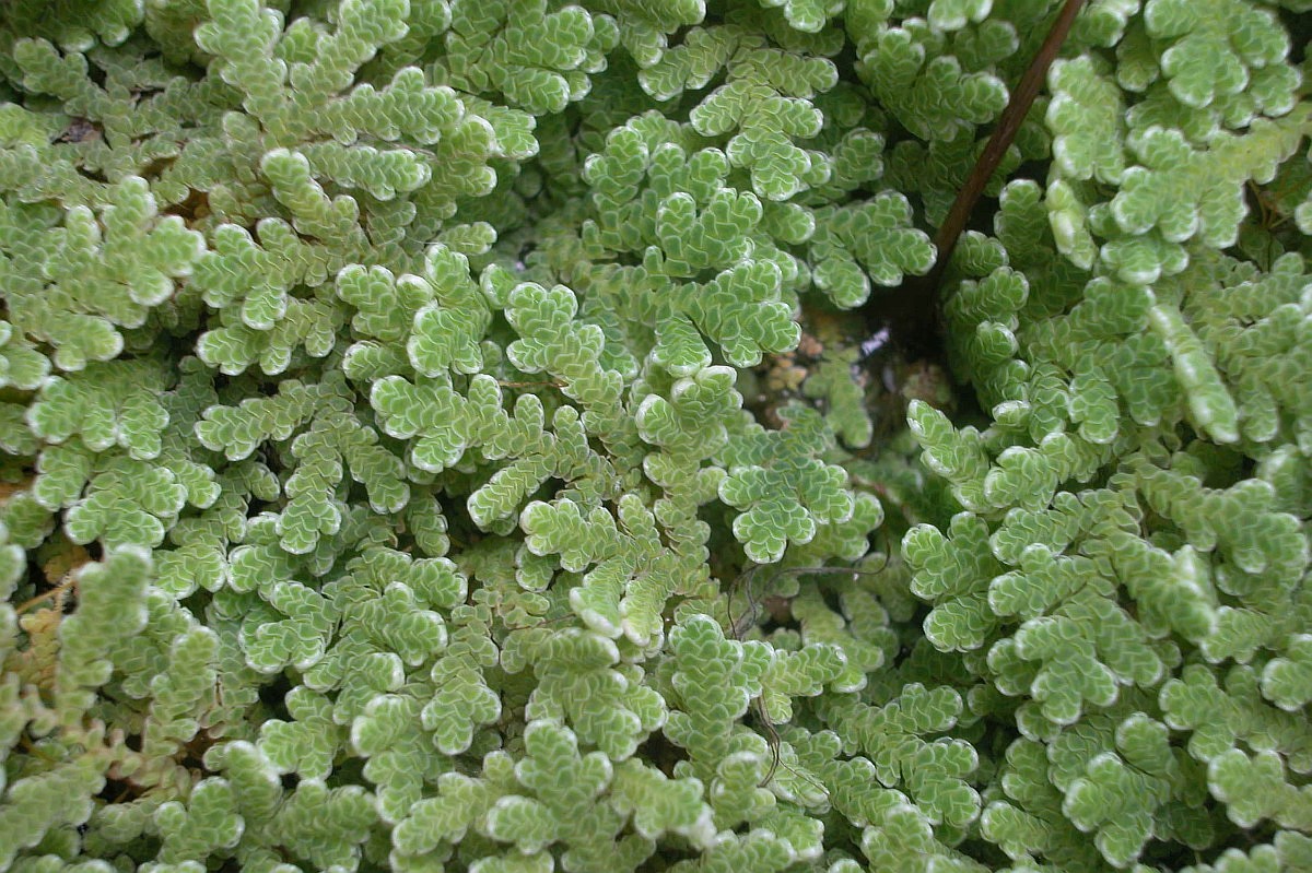 Azolla filiculoides, Azolla Fern