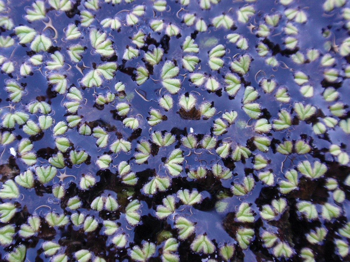 Azolla filiculoides, Azolla Fern