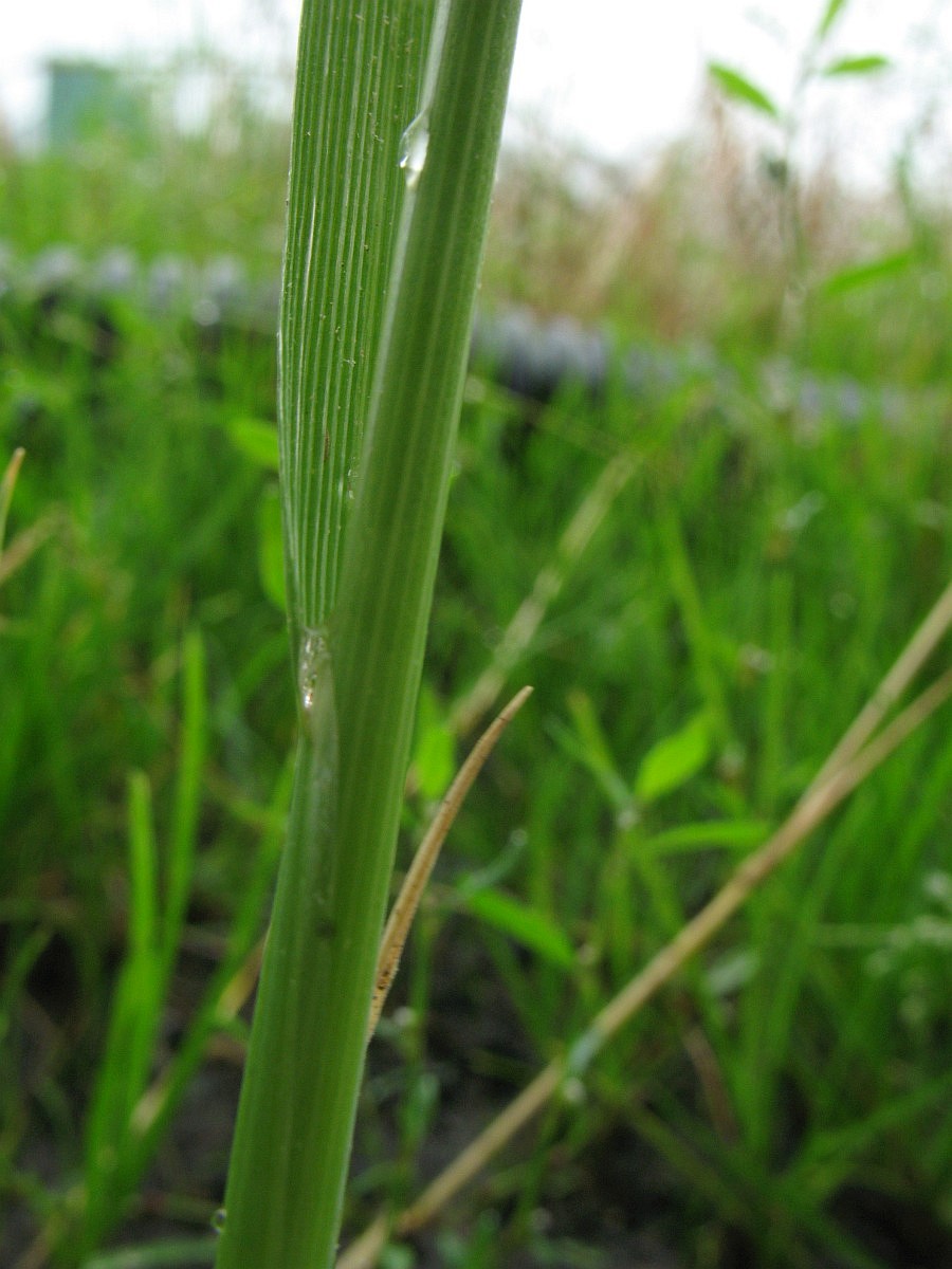 Beckmannia syzigachne