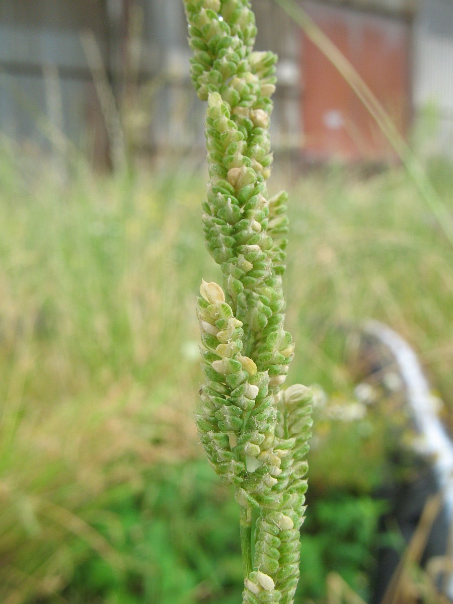 Beckmannia syzigachne