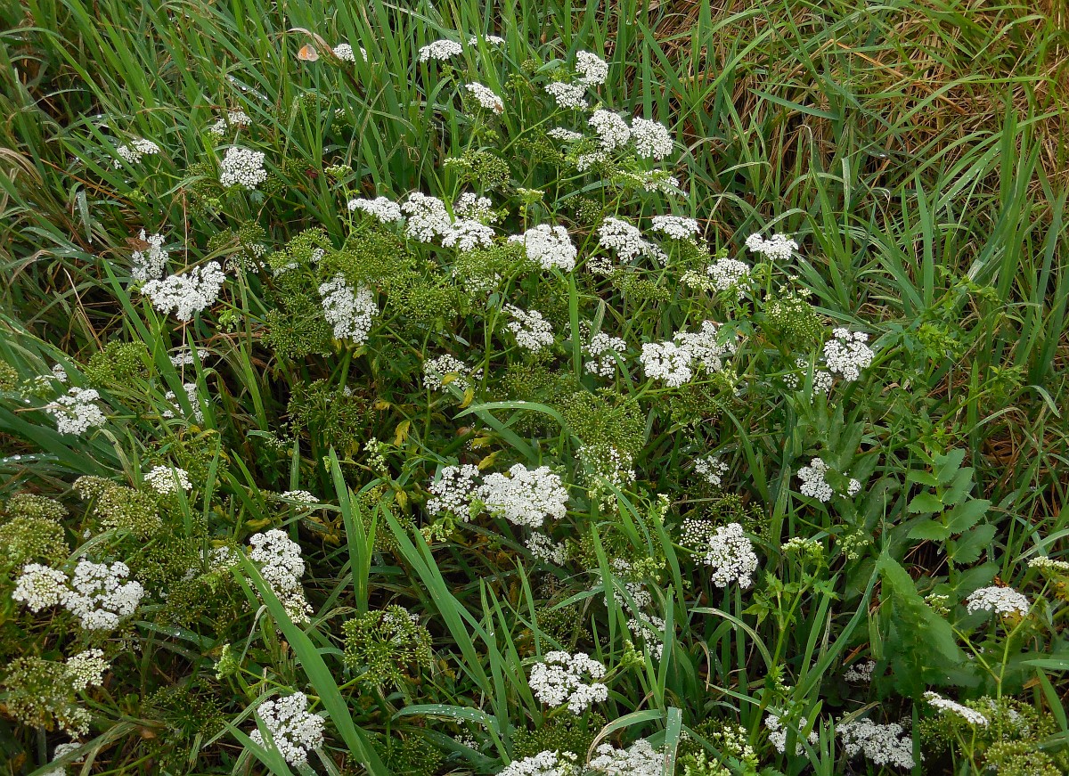 Berula erecta, Lesser Water Parsnip
