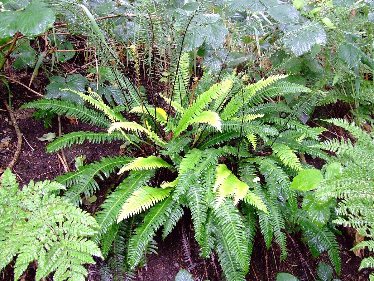 Blechnum spicant, Hard Fern