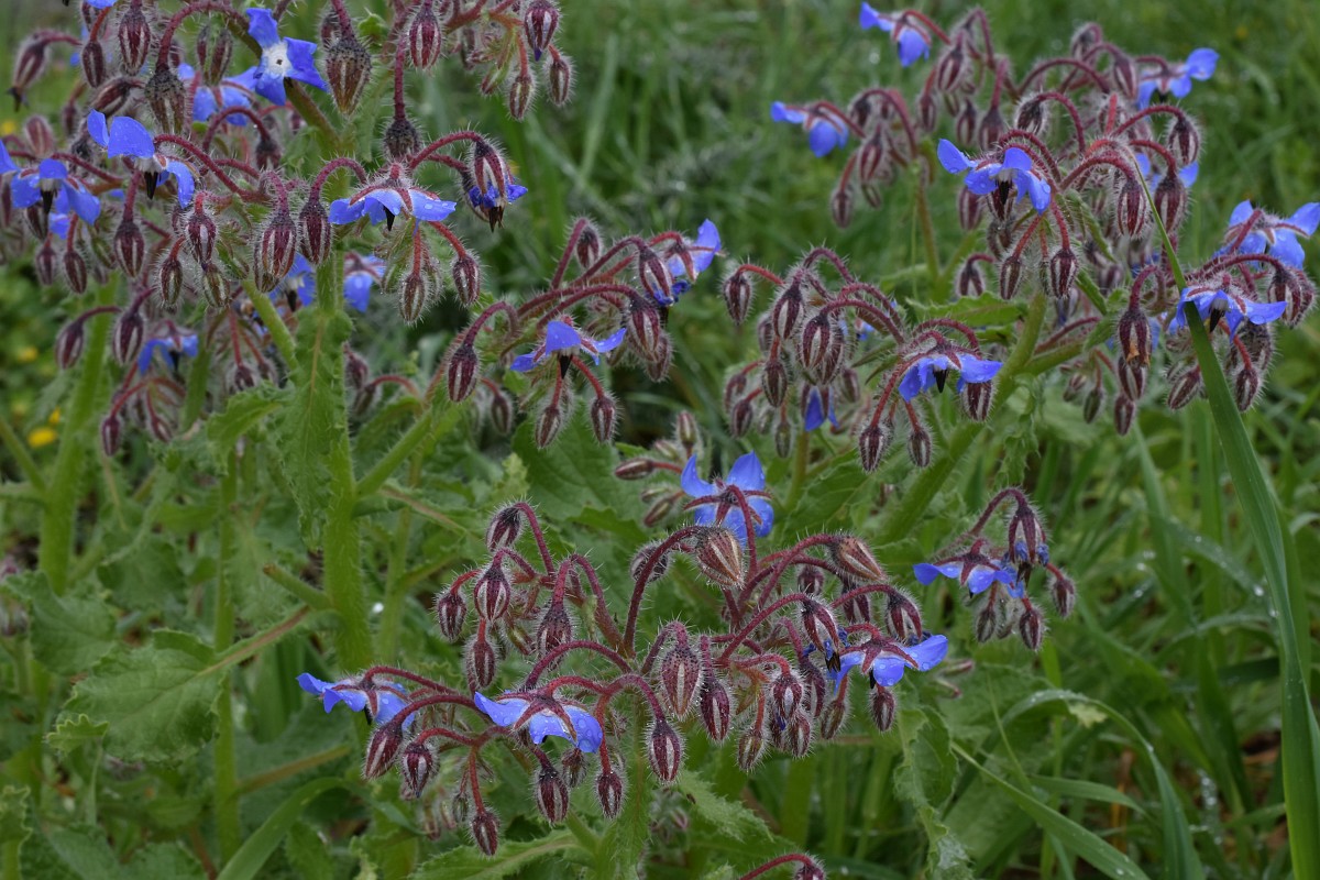 Borago officinalis, Borage
