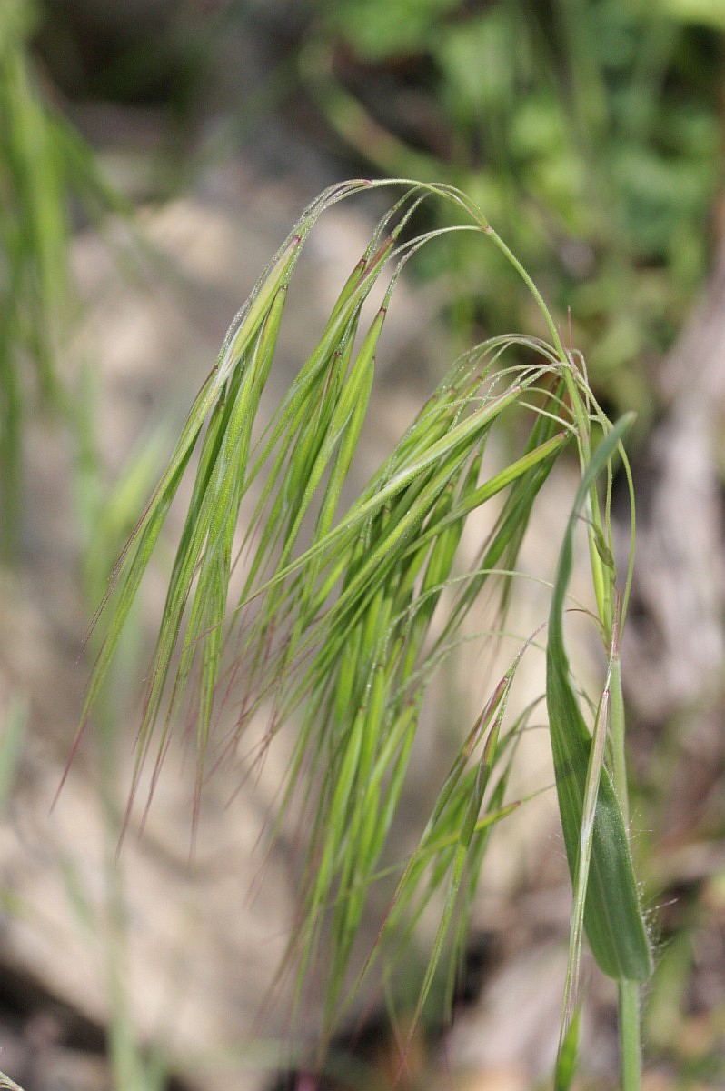 Bromus tectorum, Drooping Brome
