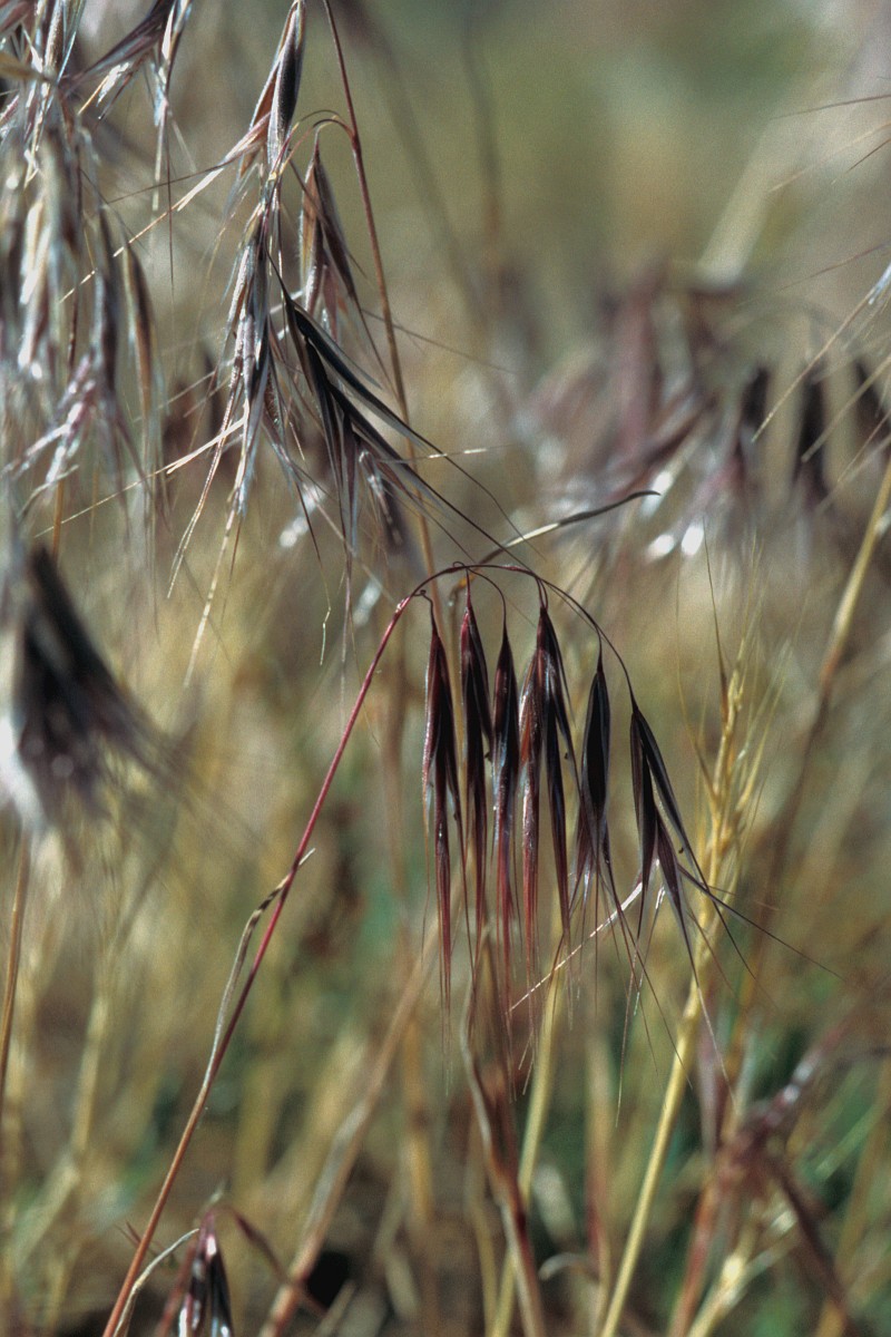 Bromus tectorum, Drooping Brome