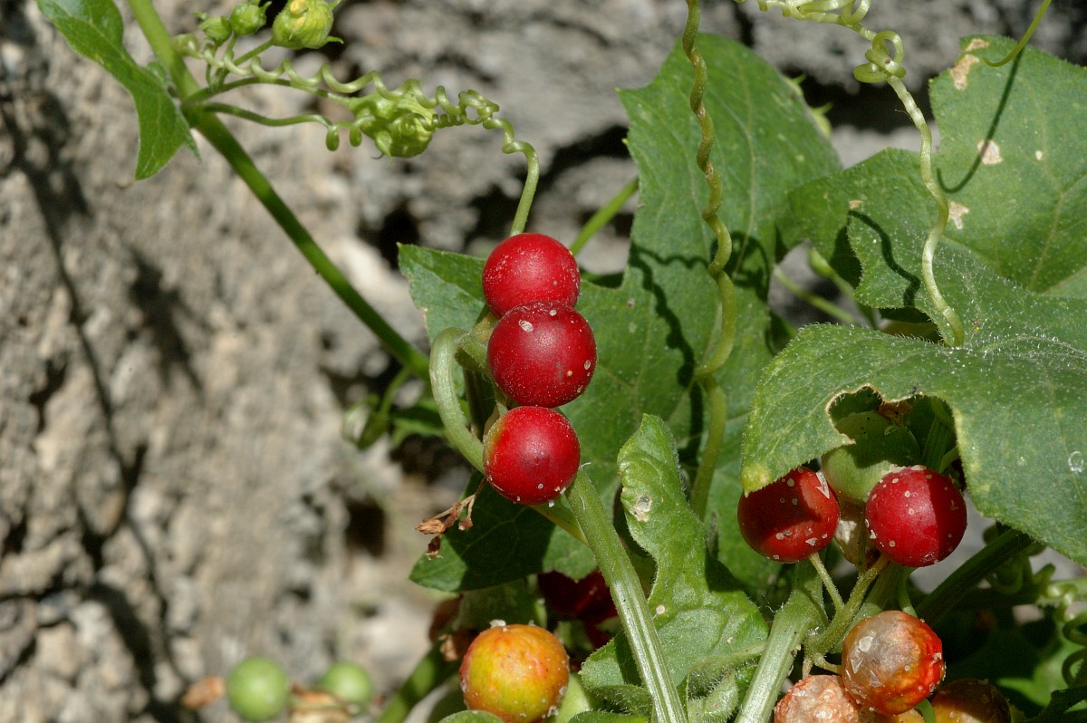 Bryonia dioica, White Bryony