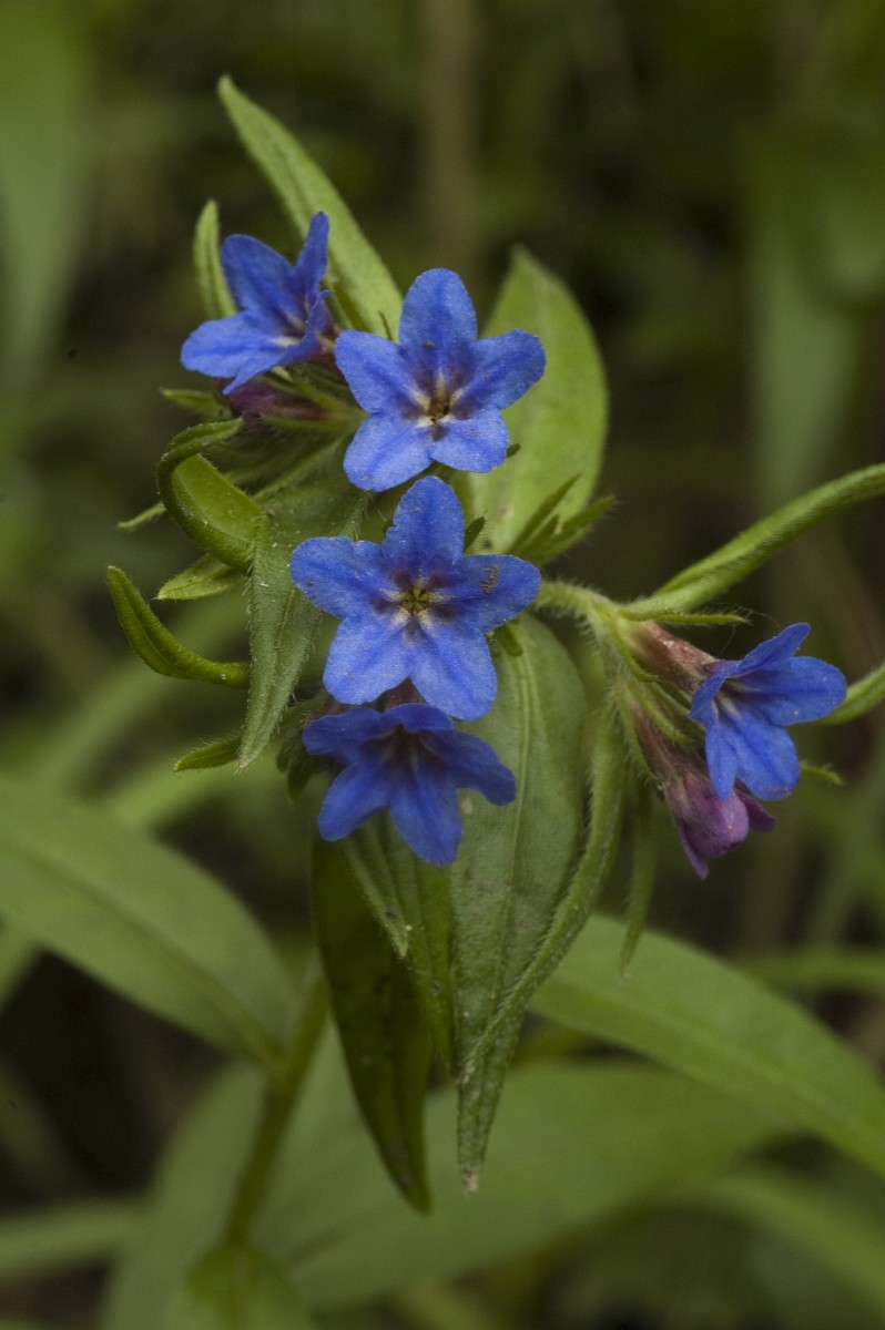 Buglossoides purpurocaerulea, Purple Gromwell