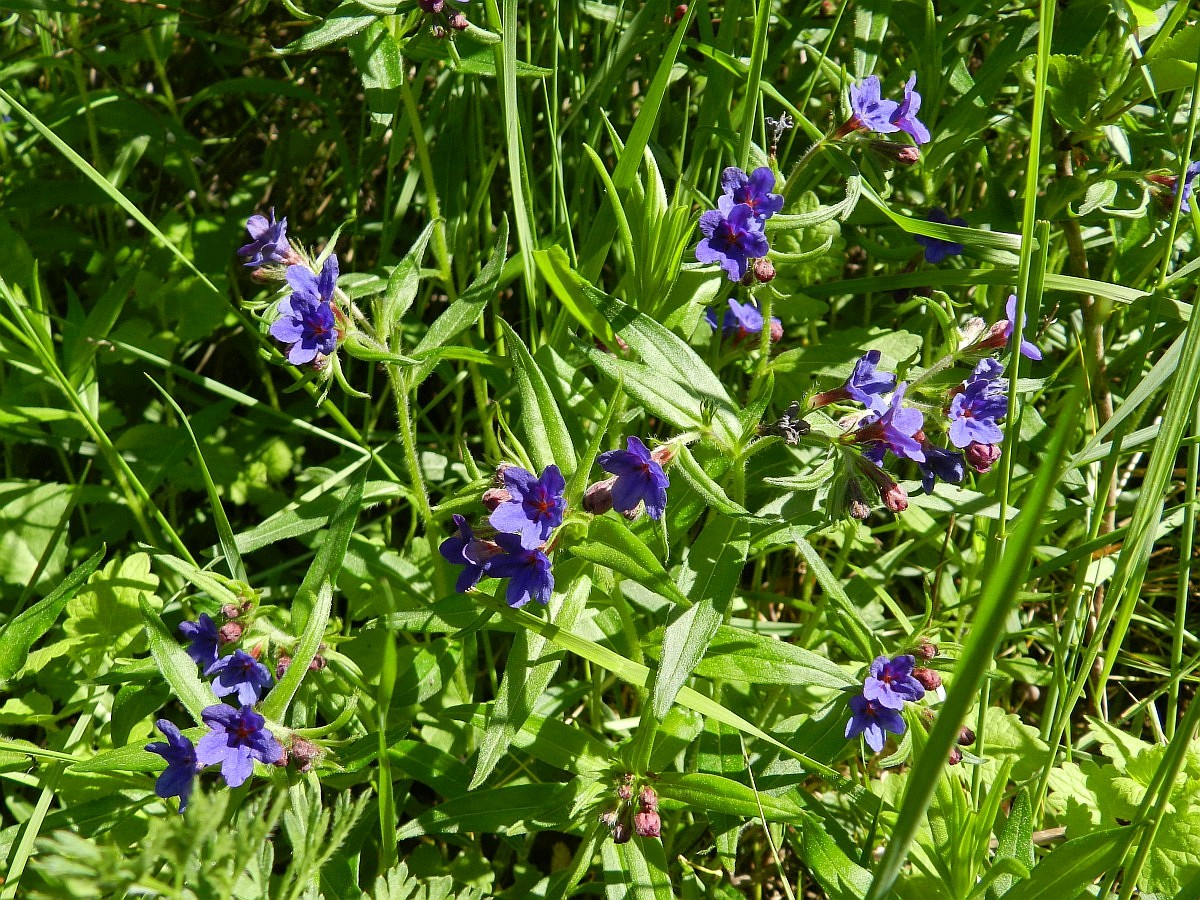 Buglossoides purpurocaerulea, Purple Gromwell