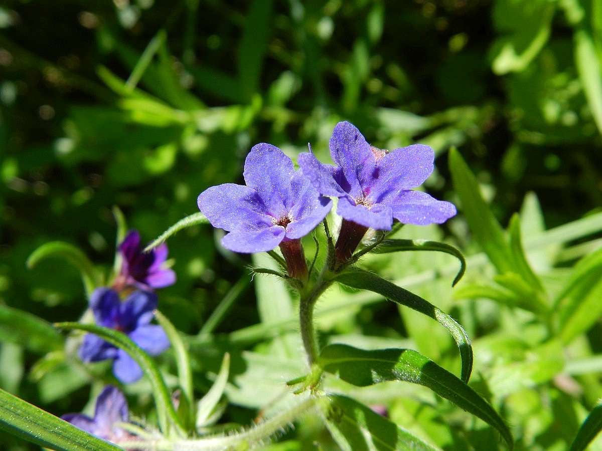 Buglossoides purpurocaerulea, Purple Gromwell