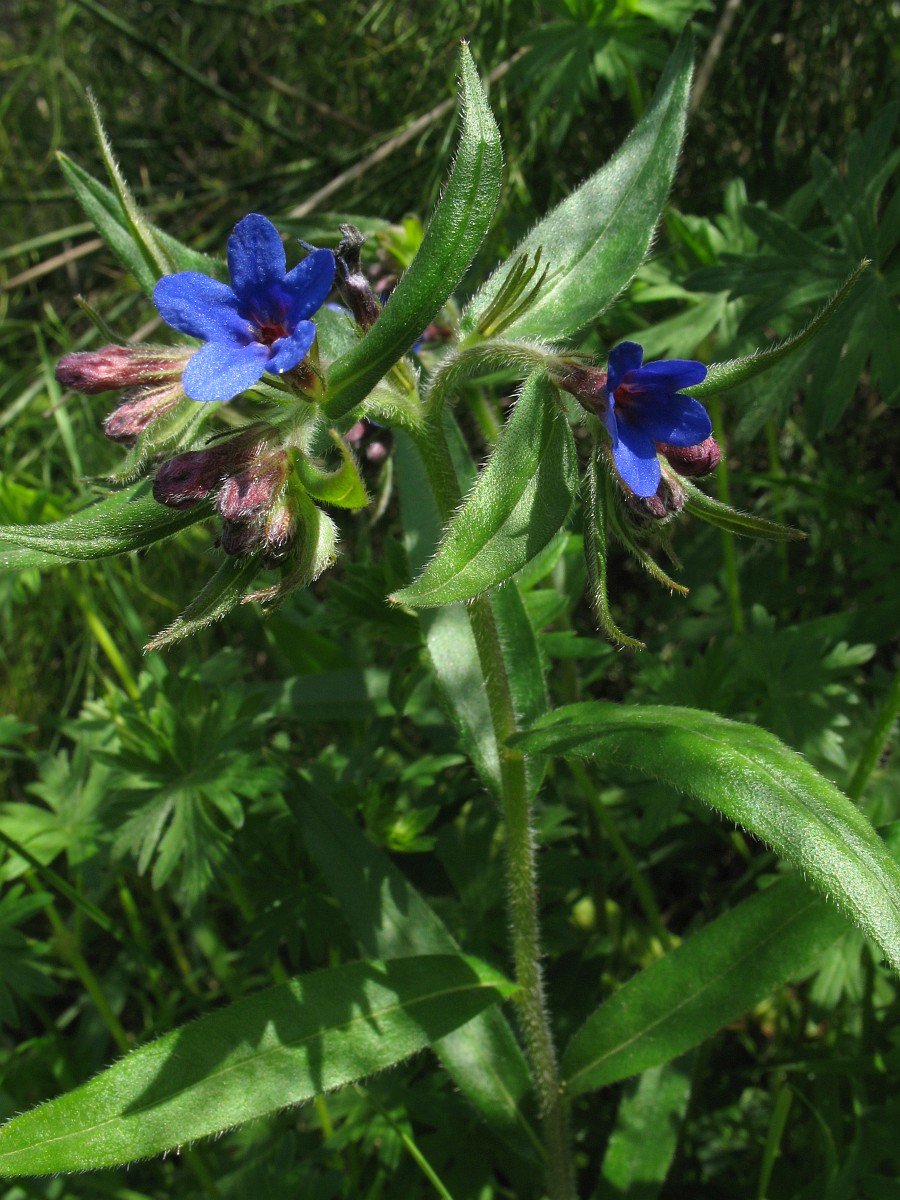Buglossoides purpurocaerulea, Purple Gromwell