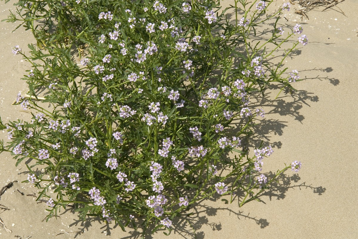 Cakile maritima, Sea Rocket