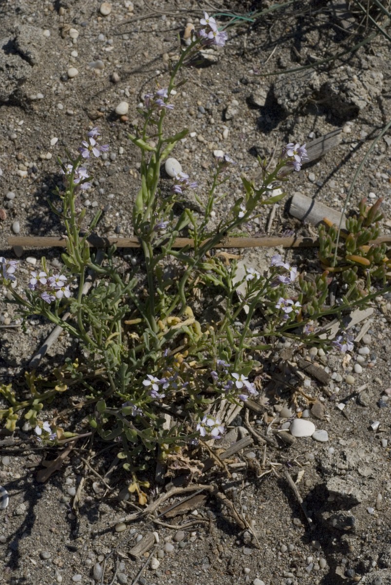 Cakile maritima, Sea Rocket