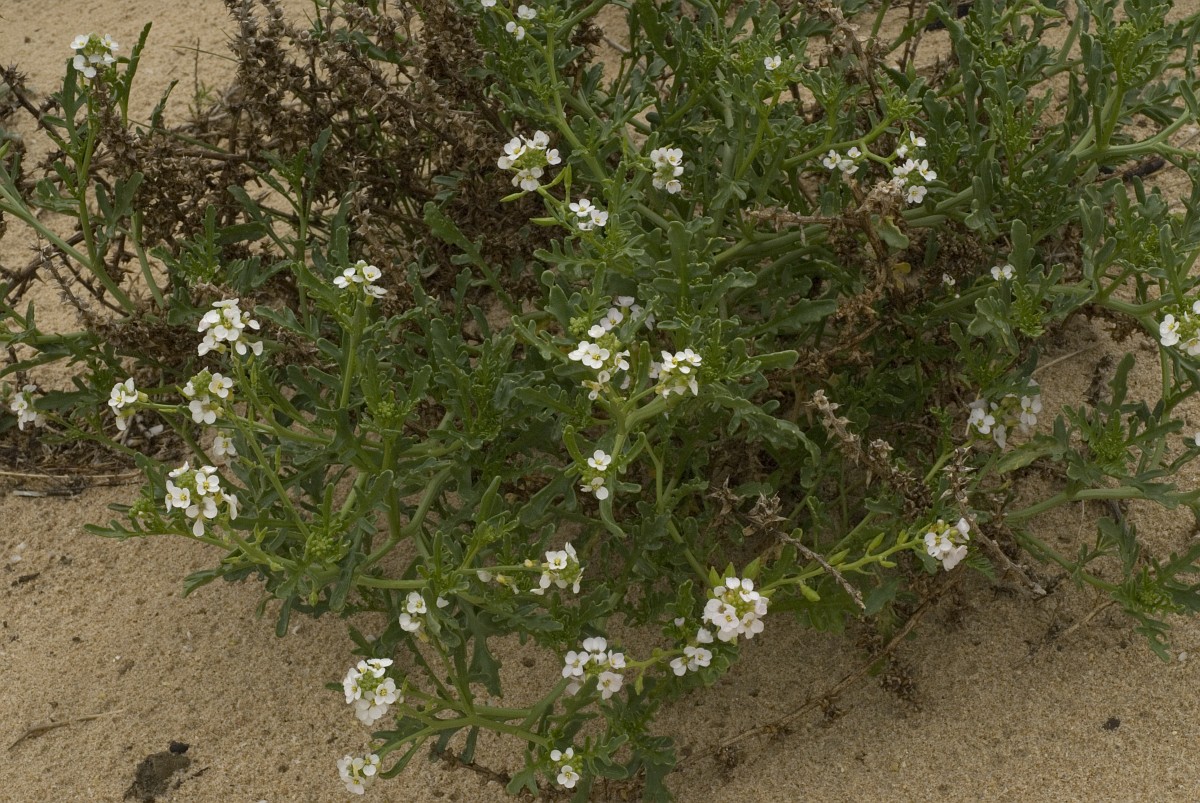 Cakile maritima, Sea Rocket