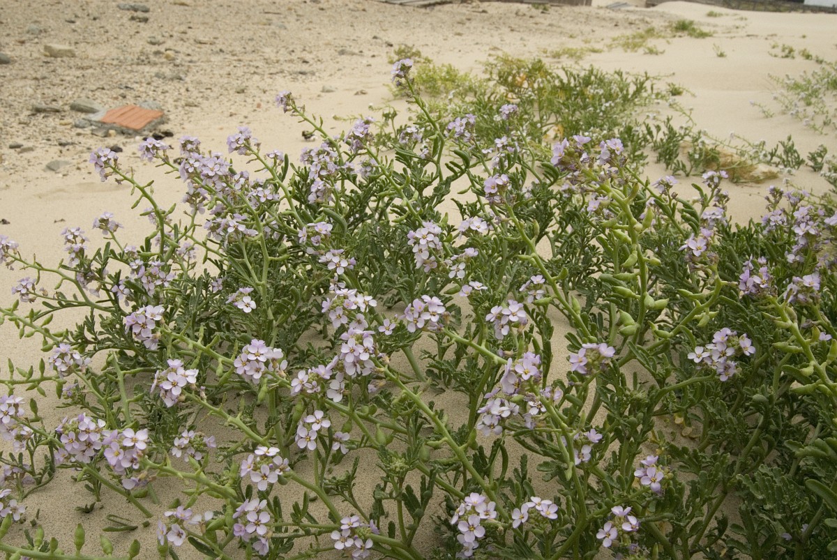 Cakile maritima, Sea Rocket