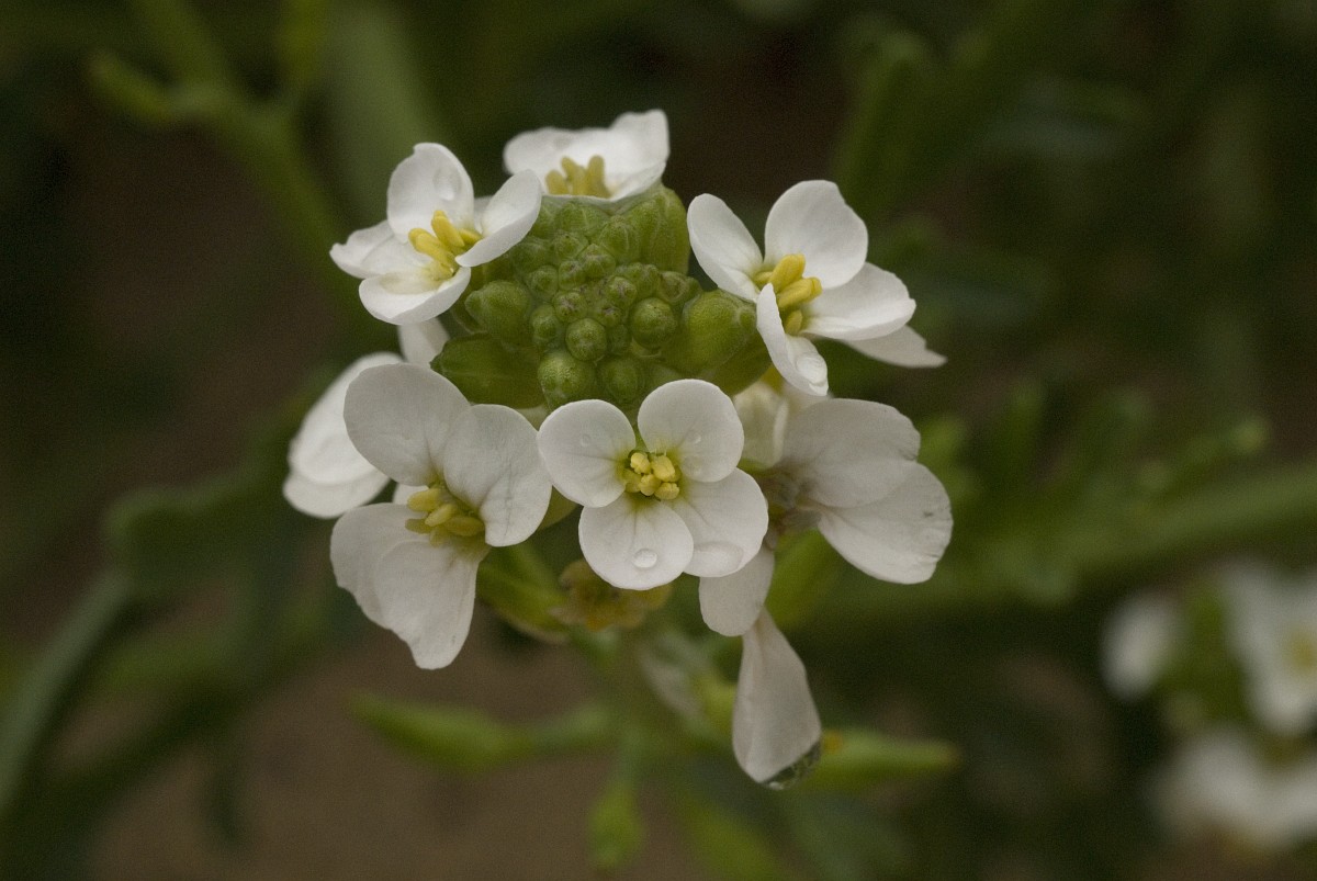 Cakile maritima, Sea Rocket