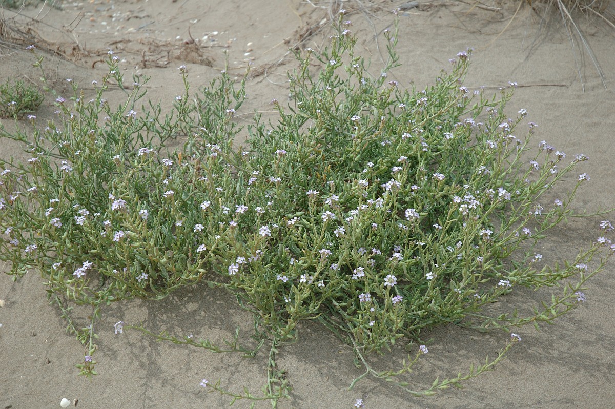 Cakile maritima, Sea Rocket