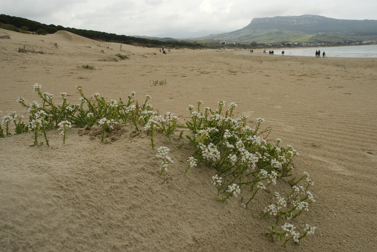 Cakile maritima, Sea Rocket