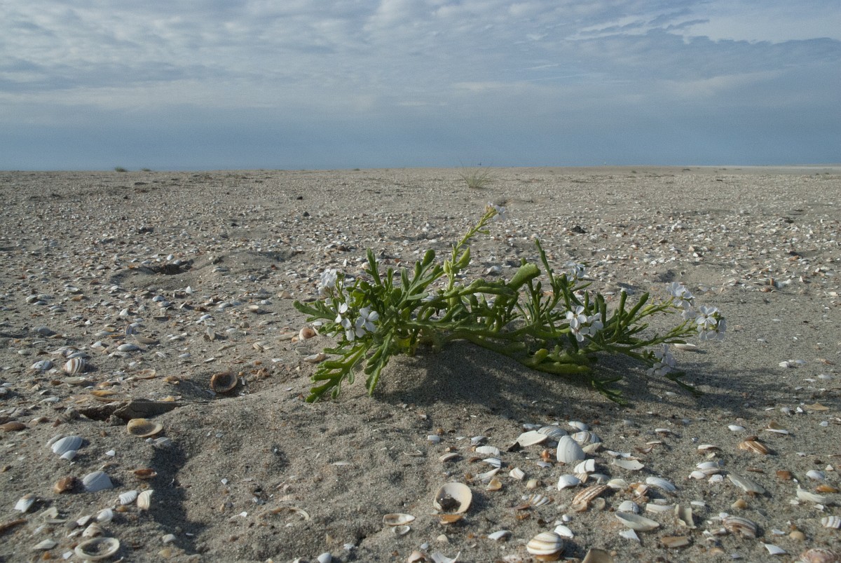 Cakile maritima, Sea Rocket