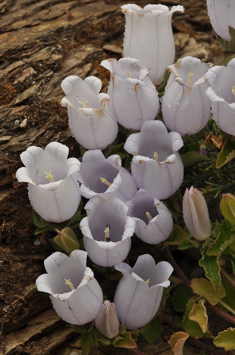 Campanula incurva