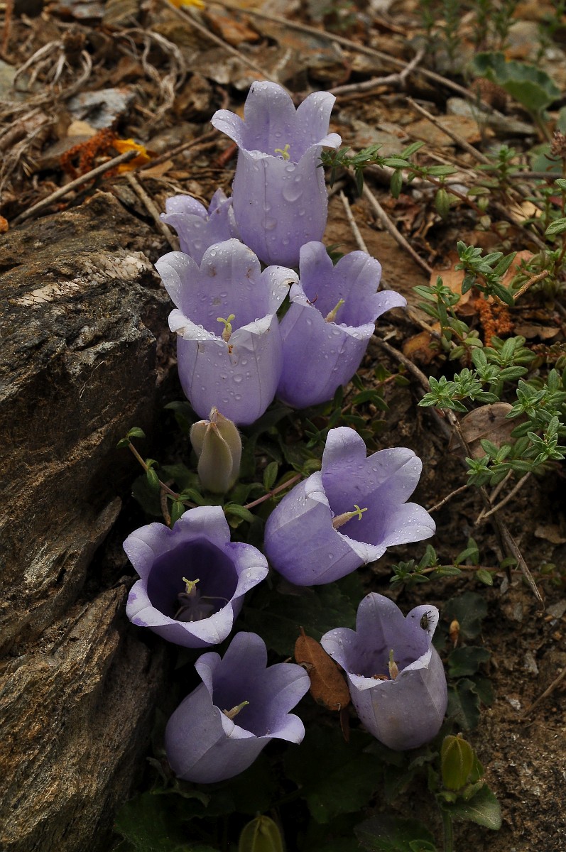 Campanula incurva