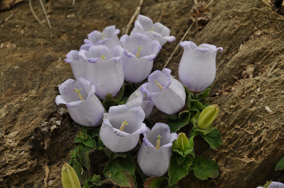 Campanula incurva