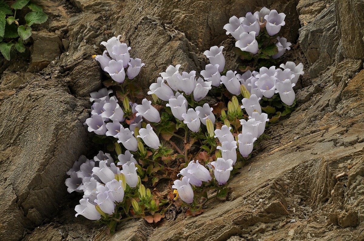 Campanula incurva