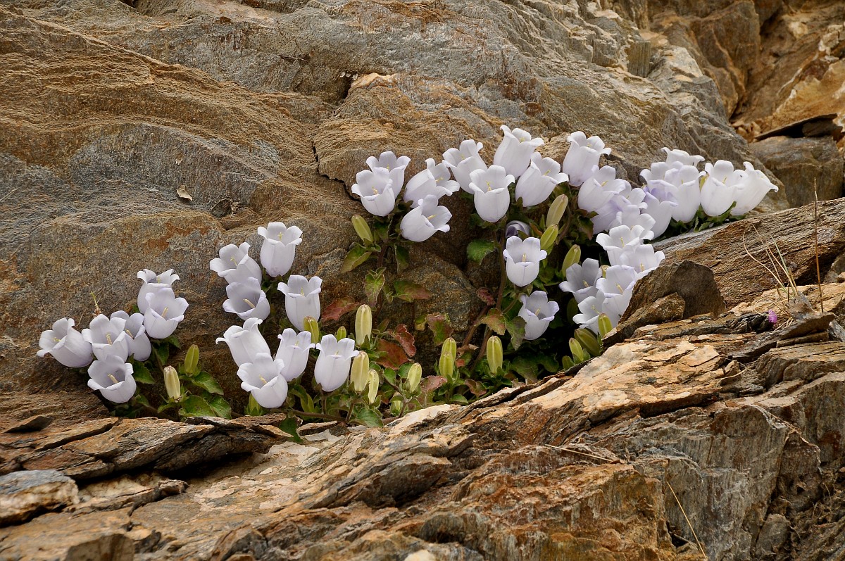 Campanula incurva