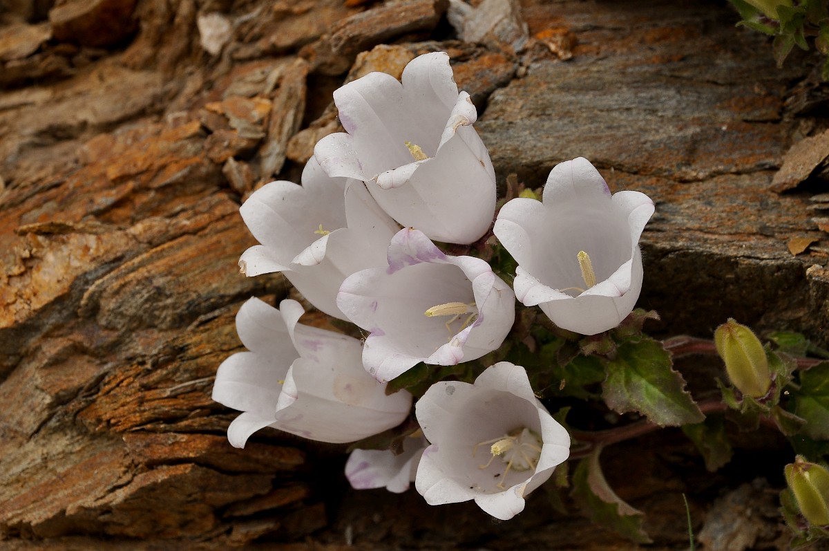 Campanula incurva