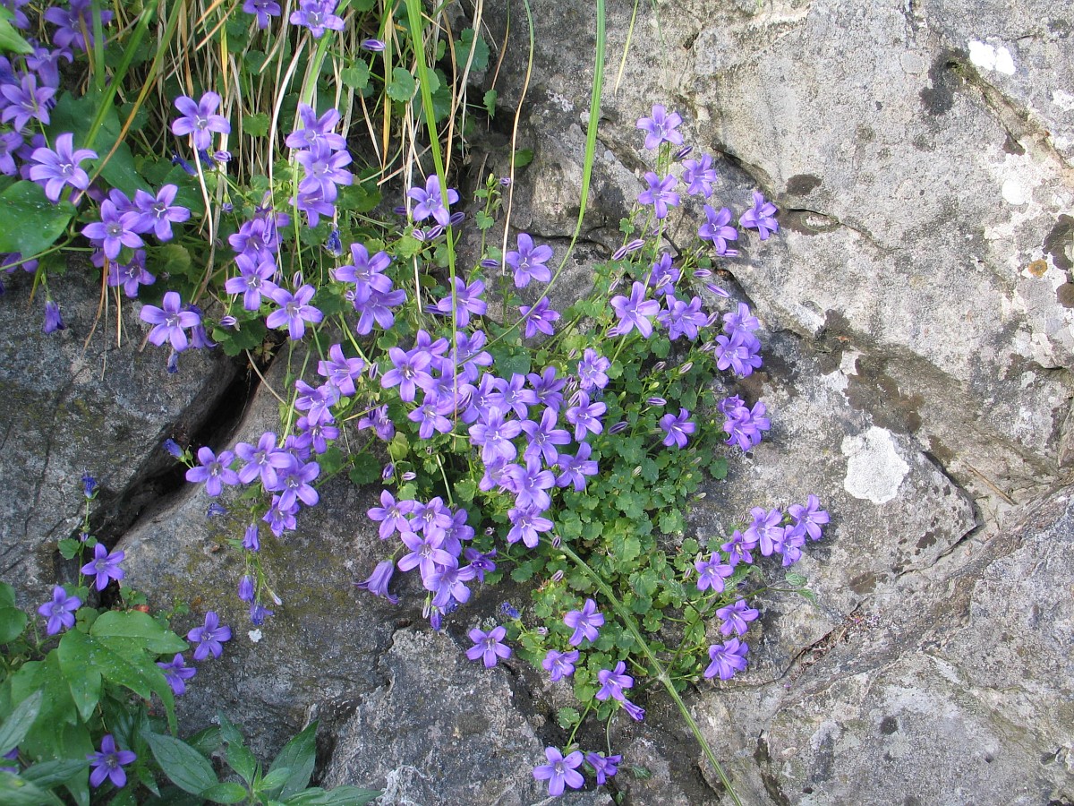 Campanula portenschlagiana, Adria Bellflower