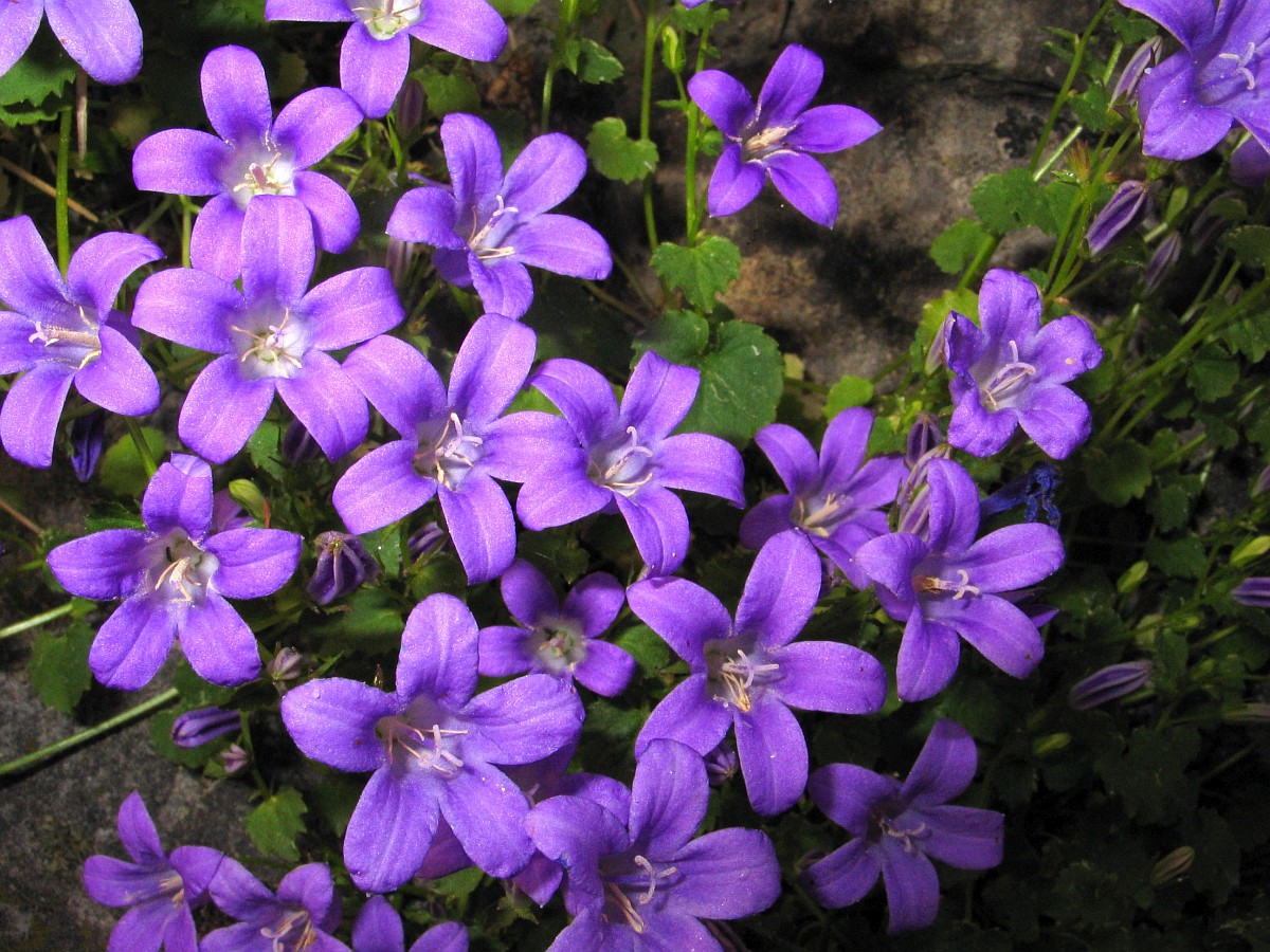 Campanula portenschlagiana, Adria Bellflower