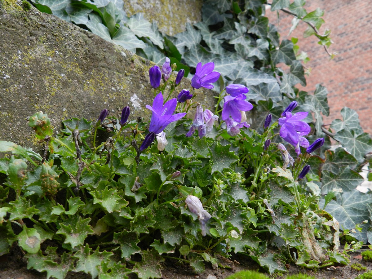 Campanula portenschlagiana, Adria Bellflower