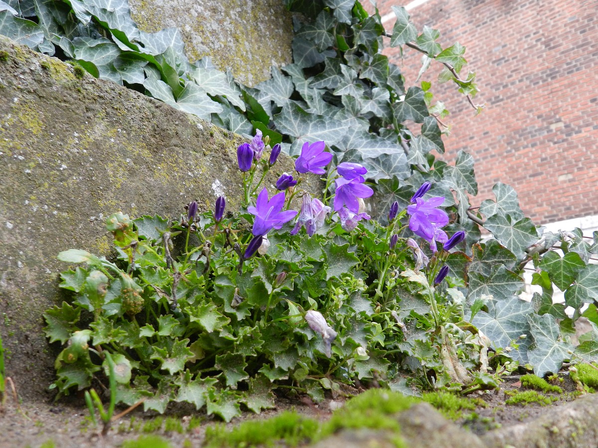 Campanula portenschlagiana, Adria Bellflower