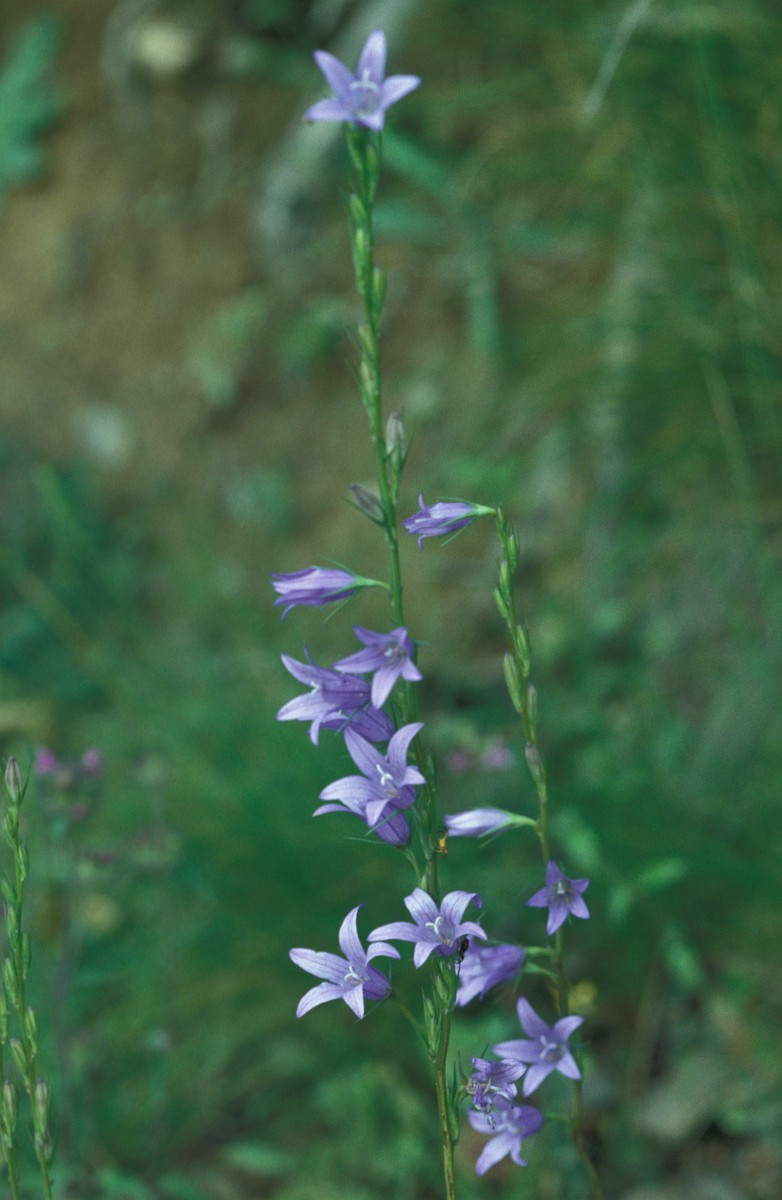 Campanula rapunculus, Rampion Bellflower