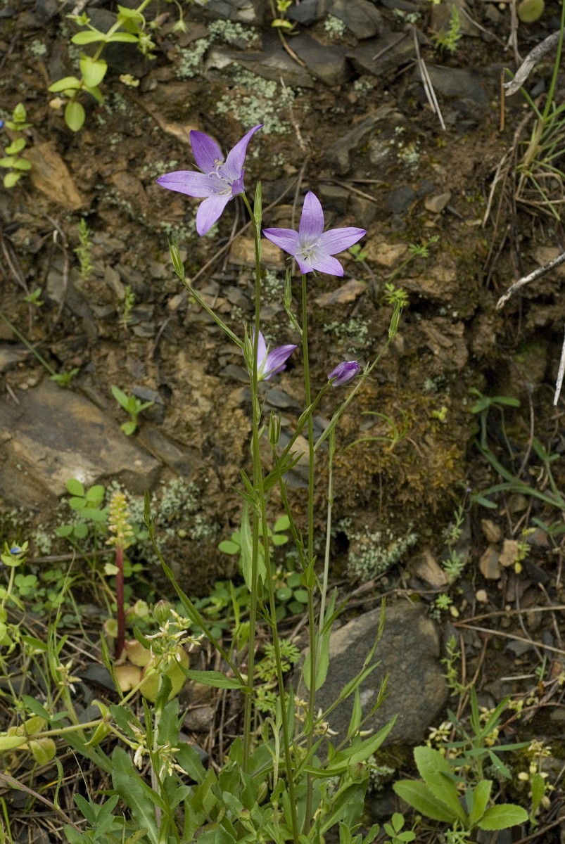 Campanula rapunculus, Rampion Bellflower