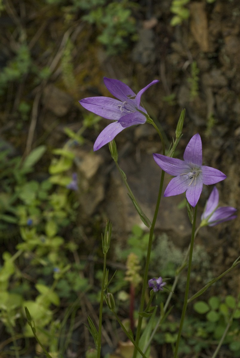 Campanula rapunculus, Rampion Bellflower