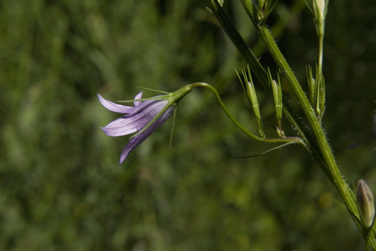 Campanula rapunculus, Rampion Bellflower