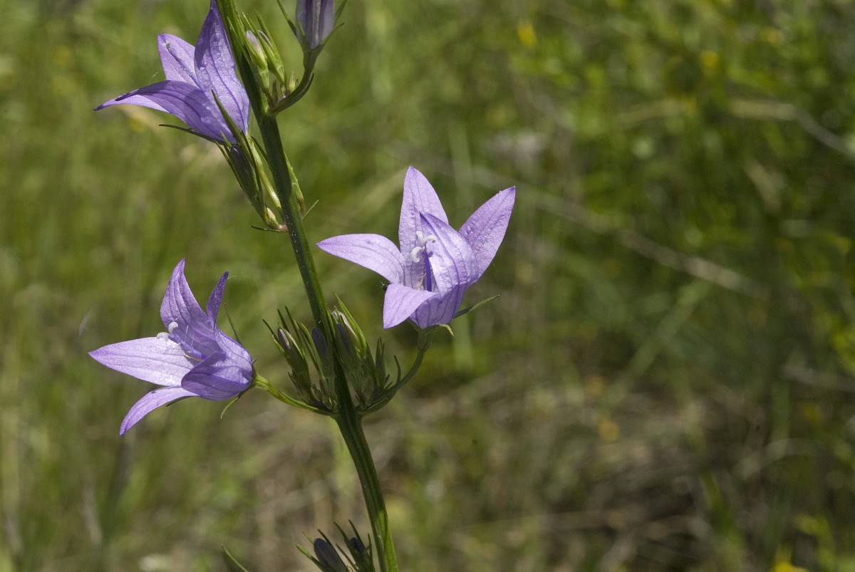 Campanula rapunculus, Rampion Bellflower