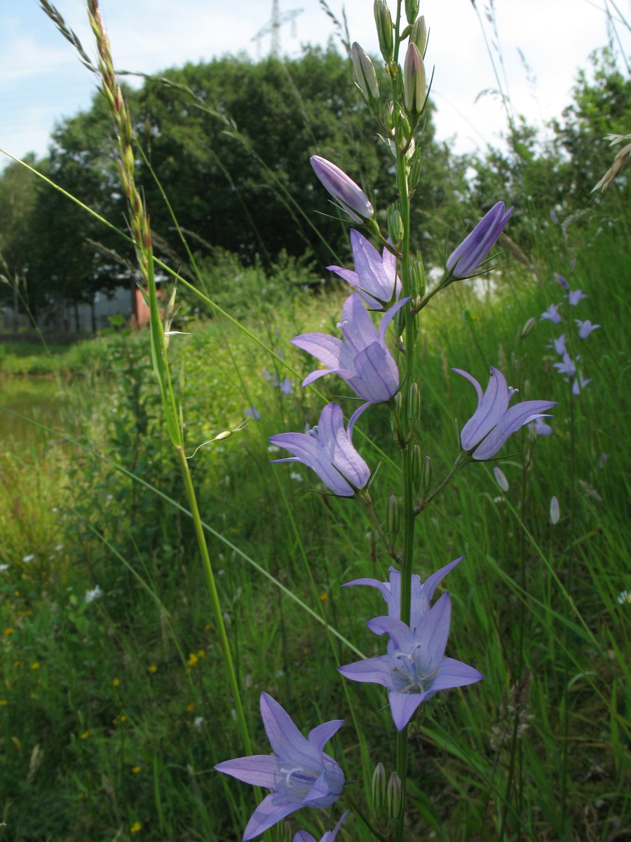 Campanula rapunculus, Rampion Bellflower