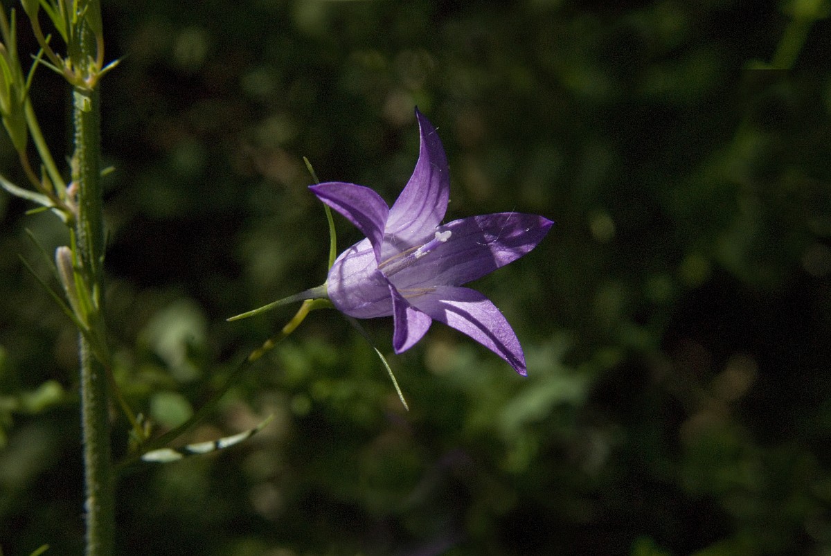 Campanula rapunculus, Rampion Bellflower