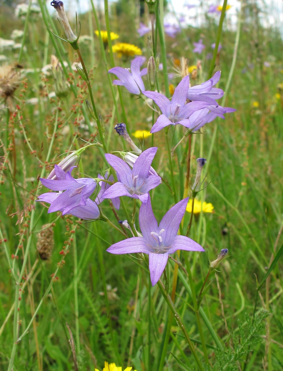 Campanula rapunculus, Rampion Bellflower