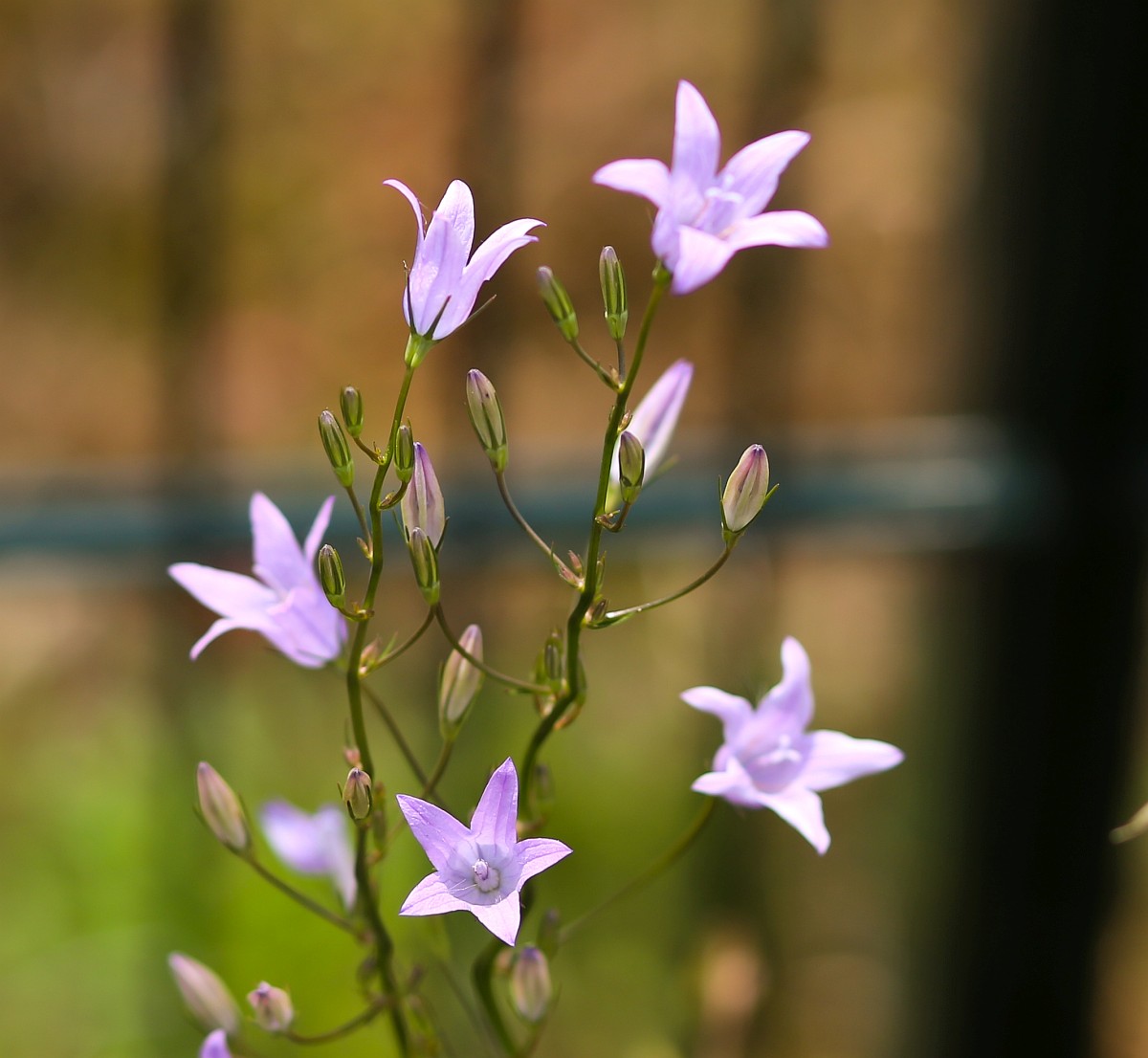 Campanula rapunculus, Rampion Bellflower