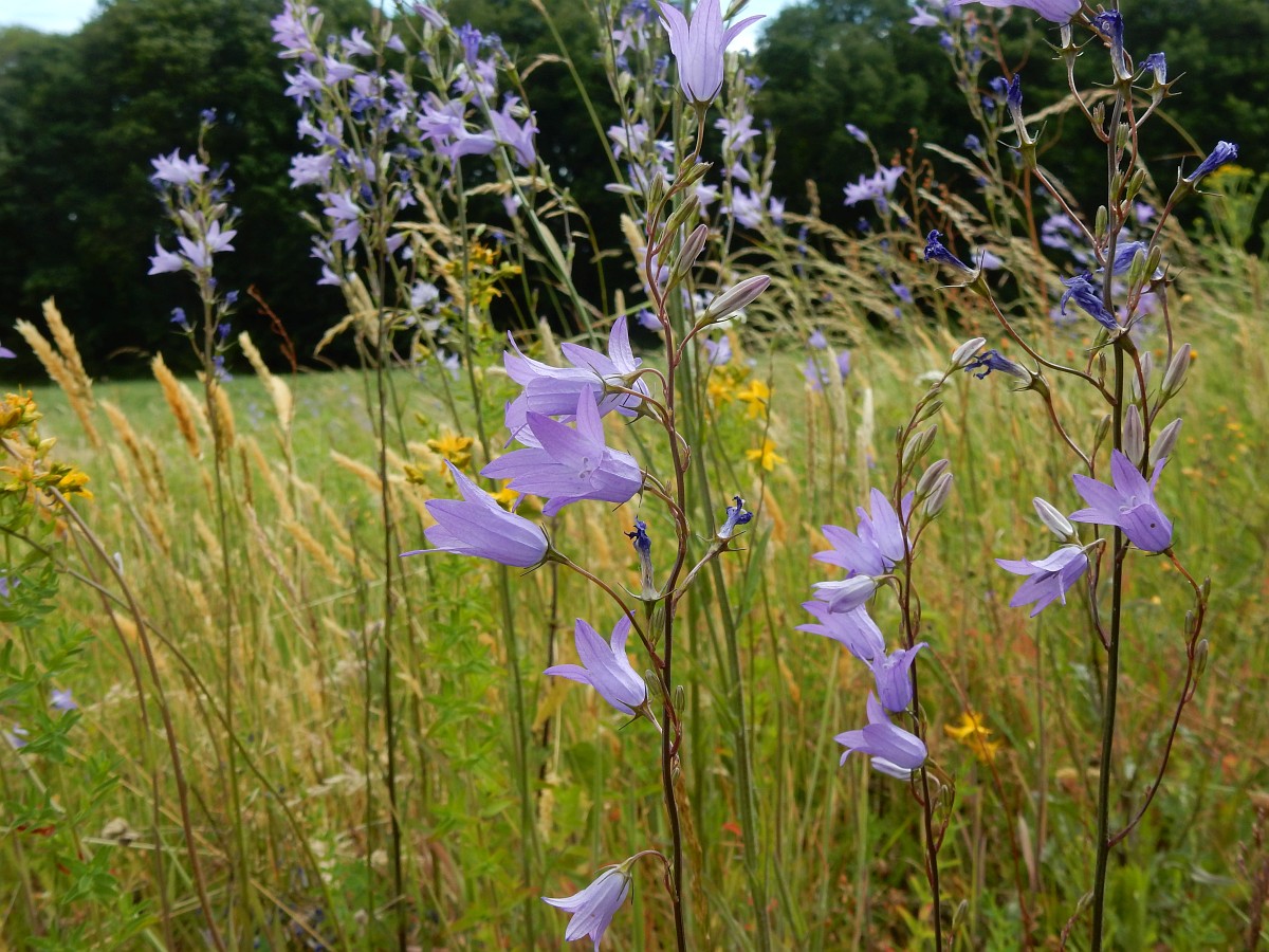Campanula rapunculus, Rampion Bellflower