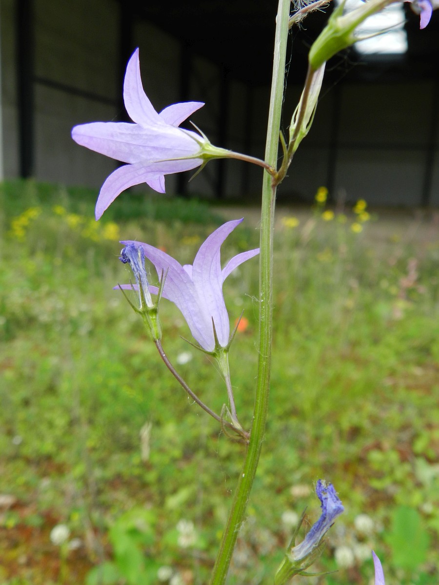 Campanula rapunculus, Rampion Bellflower